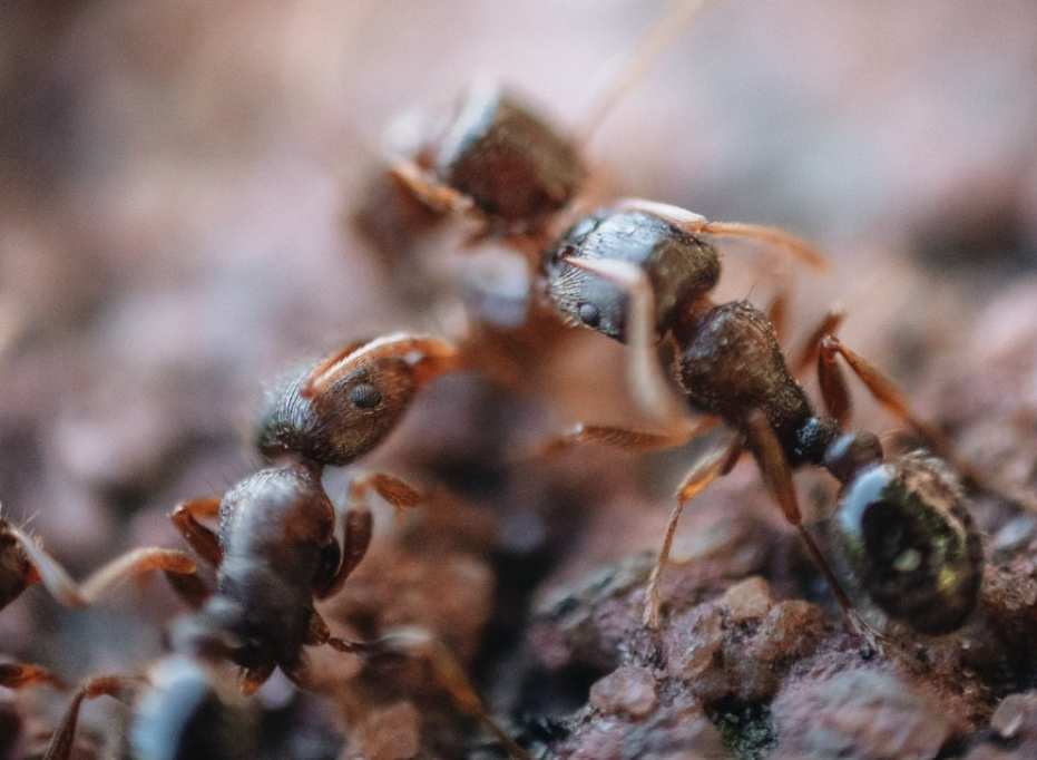 🐜 Mravenčí kolonie ve zkumavce